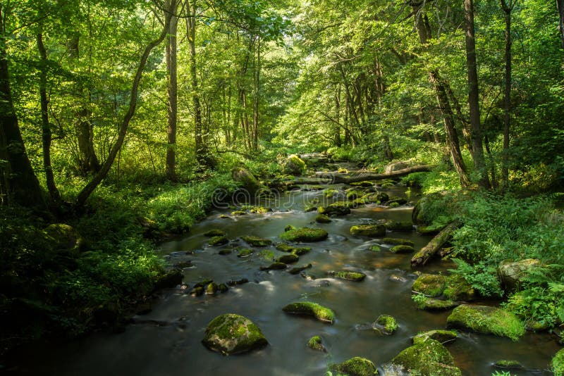 River Long Exposure Forest Wood Tree Trees Water Stock Image - Image of ...