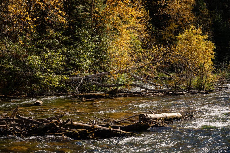 A River with a Lot of Fallen Branches and Leaves Floating on it Stock ...