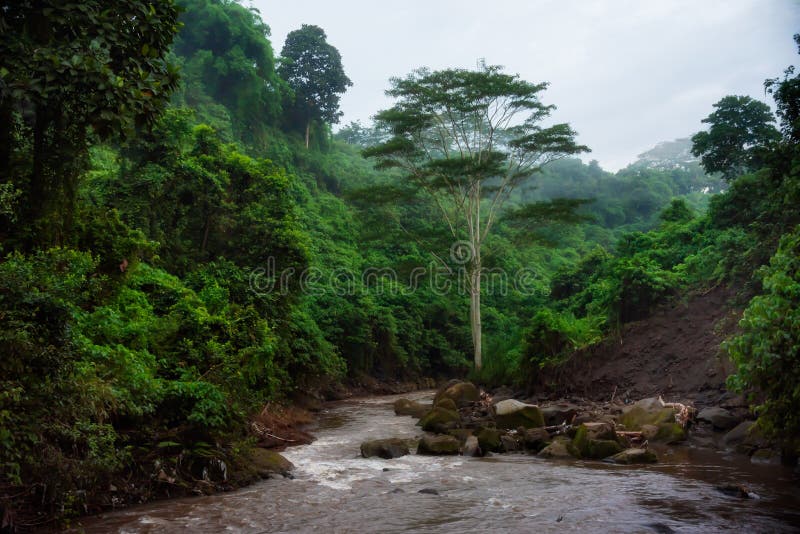 River in a Lush Rainforest on Bali Island, Indonesia Stock Image ...