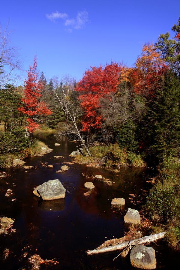 Forest river in Maine stock photo. Image of colorful, scenic - 3417410