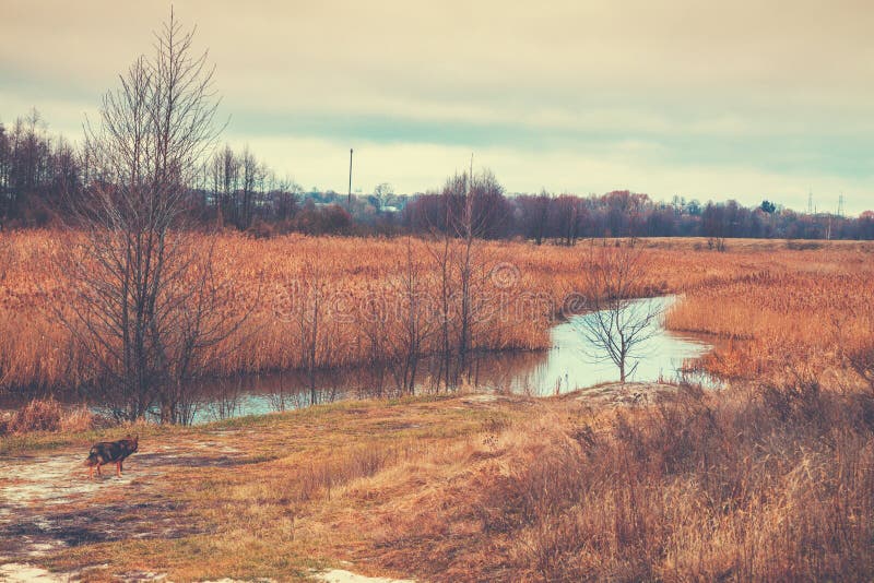 River in the Meadow in Early Spring Stock Image - Image of outdoor ...