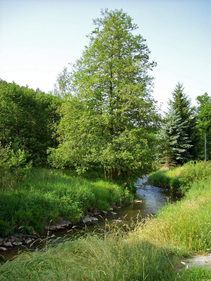 River meadow stock image. Image of tree, riverway, trees - 50357925
