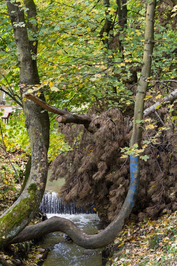 Forest path stock image. Image of start, leaf, forest - 49404631