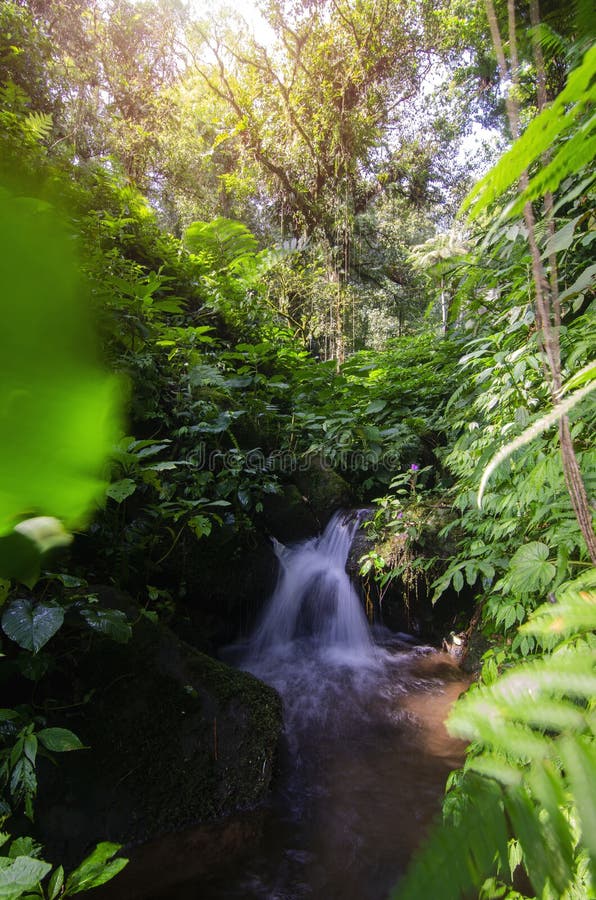 River in the Middle of the Forest Stock Photo - Image of plant, stream ...