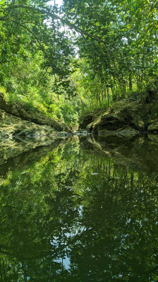 River in the Middle of the Forest Stock Photo - Image of grove ...
