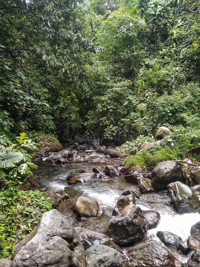 River in the Middle of the Forest Stock Image - Image of middle, water ...