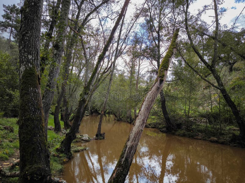 The River in the Middle of the Forest Stock Image - Image of forest ...