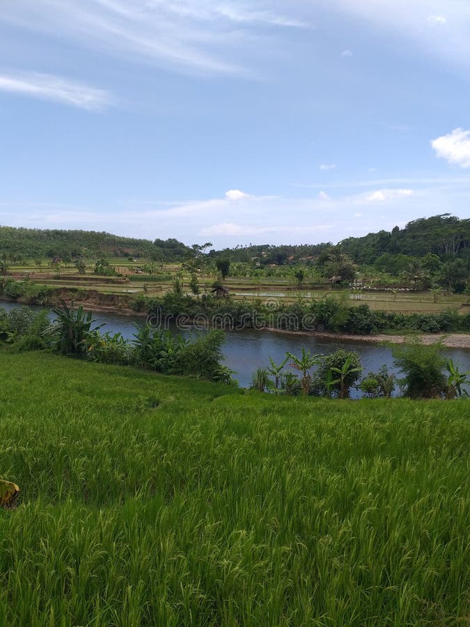River in the Middle of Green and Cool Plantations Stock Image - Image ...