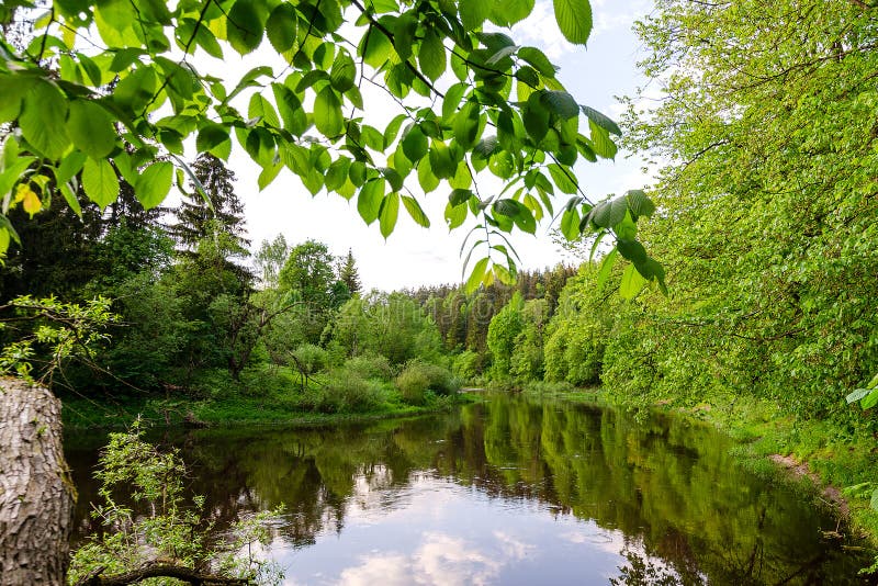 River in the Middle of the Summer Forest Stock Photo - Image of dirt ...