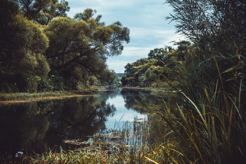 River in the Middle of Trees and Plant Under a Blue Cloudy Sky Stock ...
