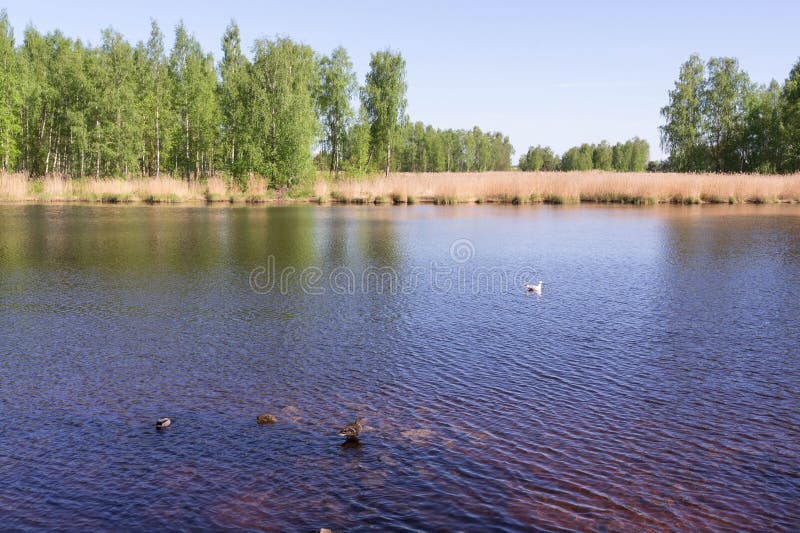 By the River in the Morning Stock Image - Image of outdoor, reflection ...