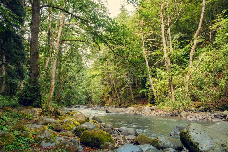 River in the forest stock image. Image of landscape - 125358417