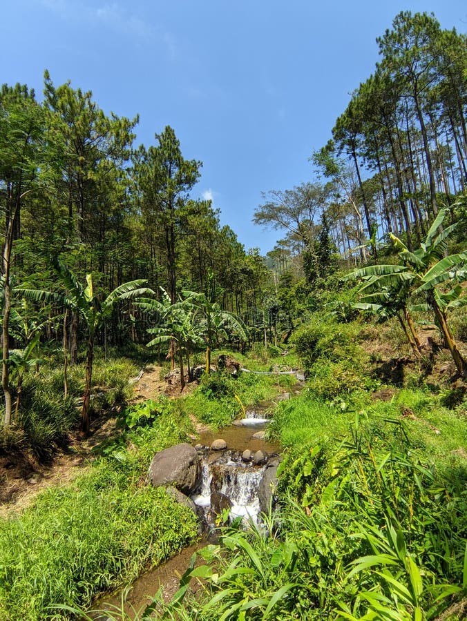 River and Mountain Forests and Added To the Atmosphere of the Clear Sky ...