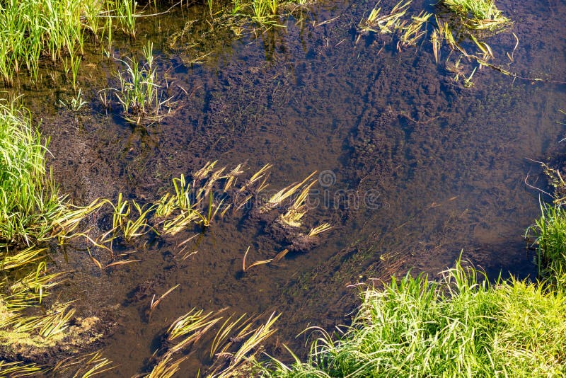 A River with a Muddy Bottom with Green Grass Along the Banks with a ...