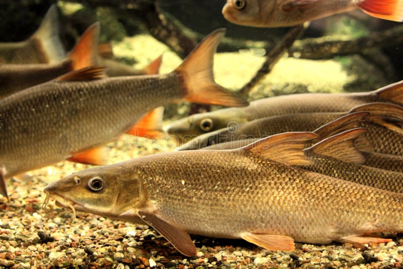 Rivermullet Stock Photos - Free & Royalty-Free Stock Photos from Dreamstime