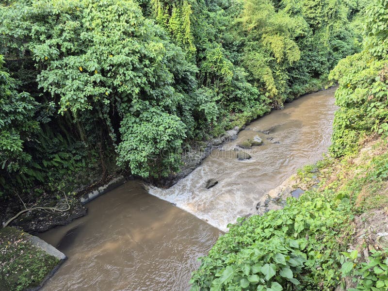 A River with Murky Water Flows through a Lush Green Forest Stock Image ...