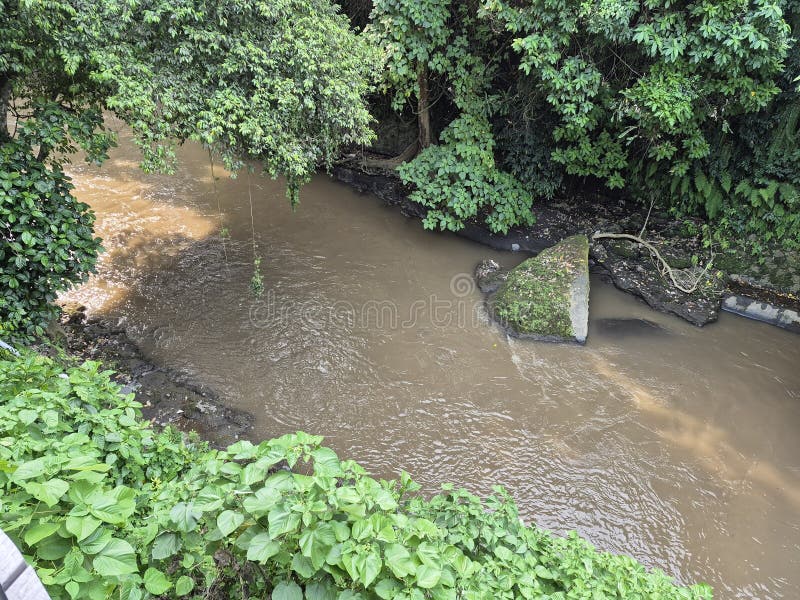 River Murky Water Flows Lush Green Forest Stock Photos - Free & Royalty ...