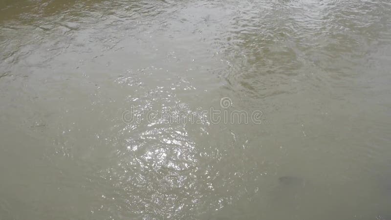 A River with Murky Water and Visible Ripples Stock Video - Video of ...