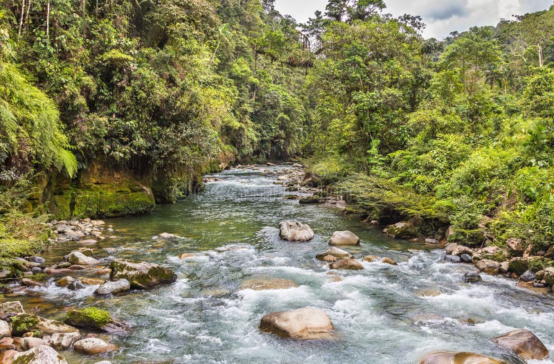River in National Park in Ecuador Stock Photo - Image of america ...