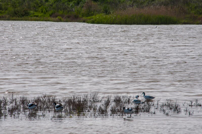 A River is a Natural Water Course Stock Image - Image of green, energy ...