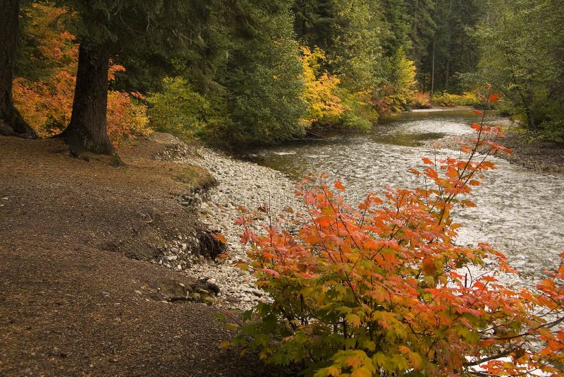 River nature scene stock photo. Image of tree, hiking - 3402698