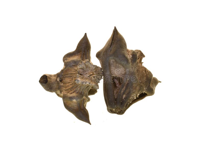 River Nut Isolated on White Background Stock Photo - Image of flora ...