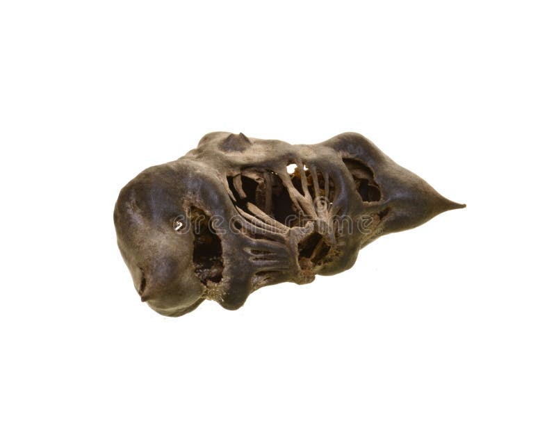 River Nut Isolated on White Background Stock Photo - Image of lily ...