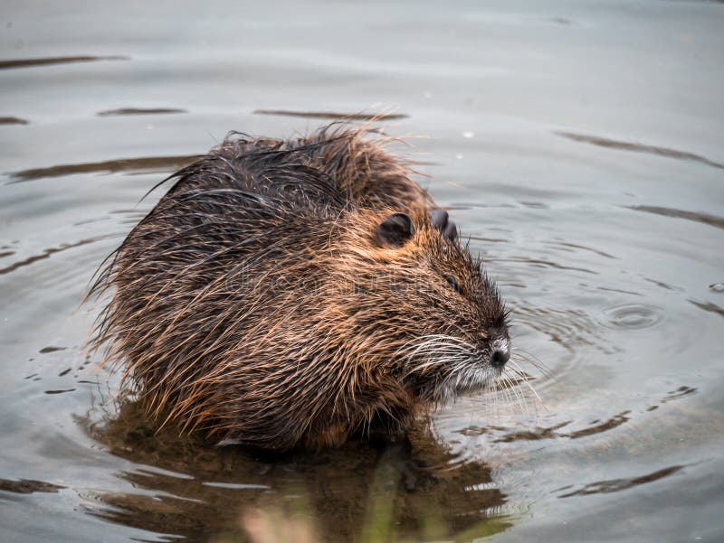 A River Nutria Cleans Itself at the River Bank Stock Image - Image of ...