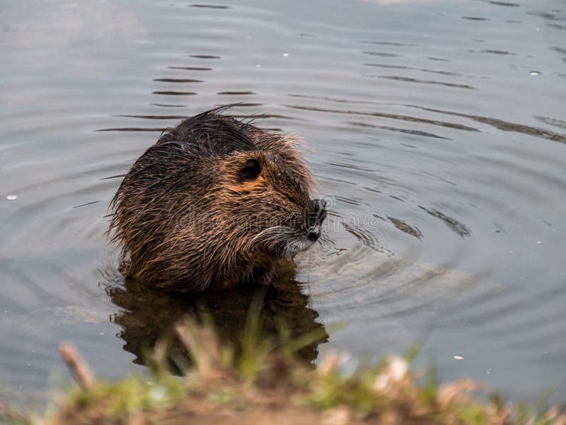 A River Nutria Cleans Itself at the River Bank Stock Image - Image of ...