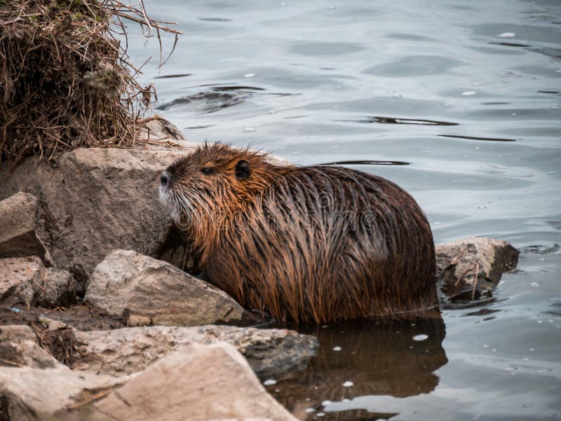 A River Nutria is Marching on the River Bank Stock Photo - Image of ...