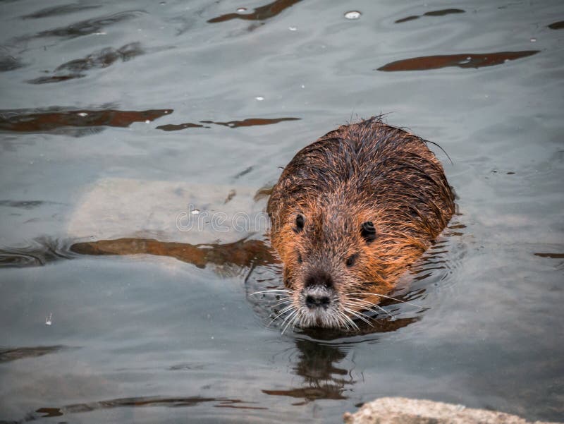 A River Nutria Swims in the Water of the River Stock Image - Image of ...