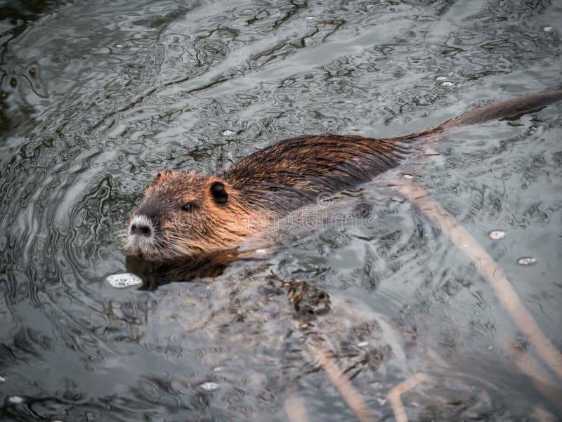 A River Nutria Swims in the Water of the River Stock Photo - Image of ...
