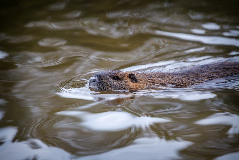 River Nutria in Water in Nature Park Stock Image - Image of outside ...