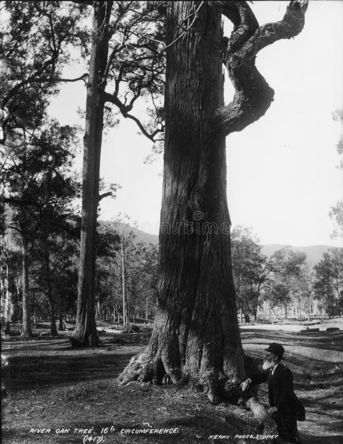 River Oak Tree, 16ft Circumference Picture. Image: 222472167
