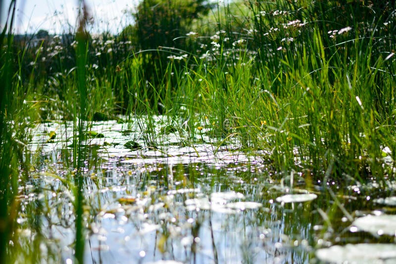 River stock photo. Image of fish, close, river, seaweed - 76853836
