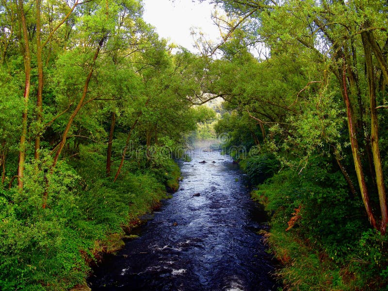 River Opava Flowing between Tree Branches after Storm at Summer Evening ...