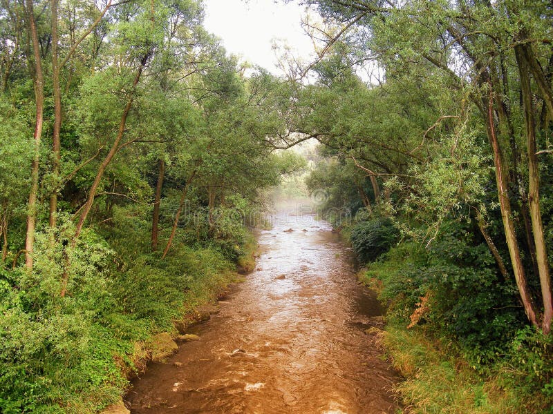 River Opava Flowing between Tree Branches after Storm at Summer Evening ...