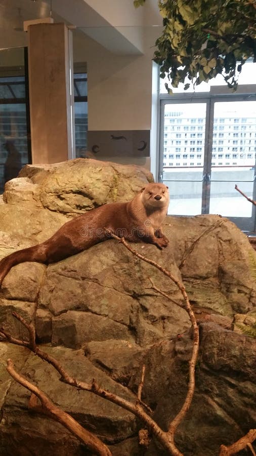 River Otter at Aquarium of the Bay Editorial Photo - Image of river ...