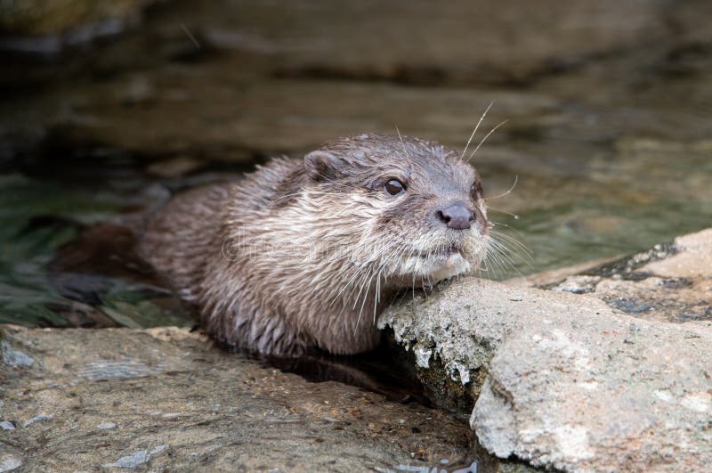 River Otter Climbing Out of the Water Stock Photo - Image of river ...