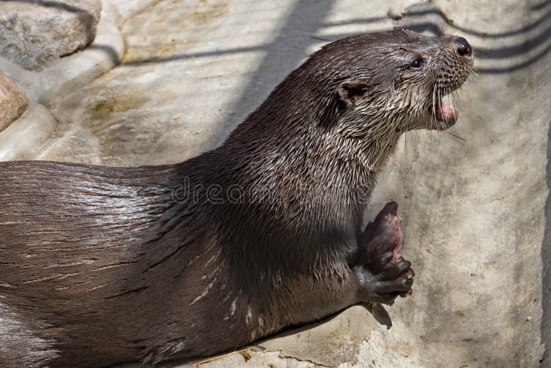 River otter Close-up stock photo. Image of natural, life - 96314978