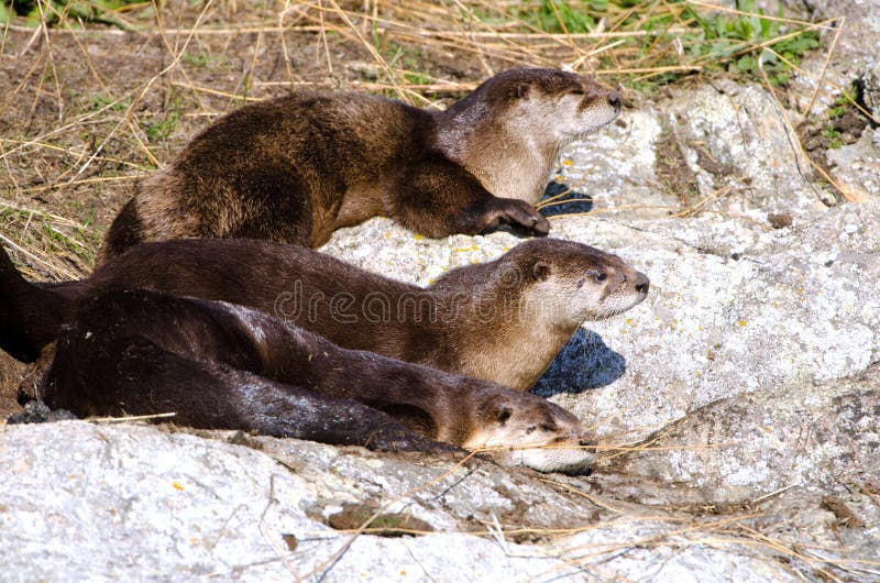 Otter family stock photo. Image of buddy, lutra, cubs - 5342820