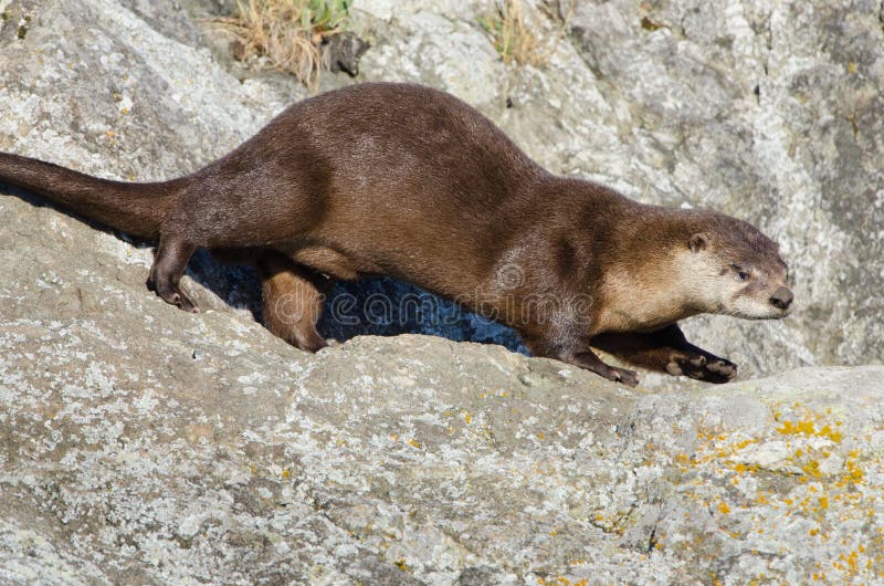 River Otter Running On A Rock Stock Photo - Image: 34757364