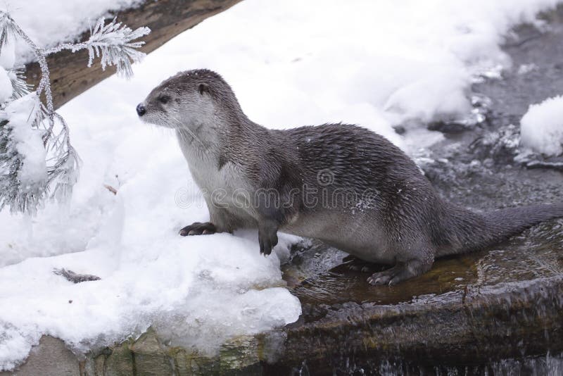 River otter in winter stock image. Image of mammal, otter - 17303431