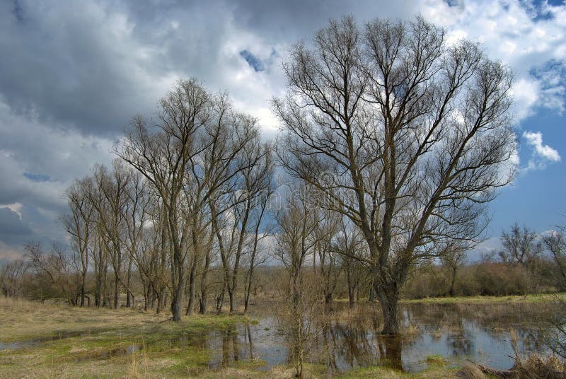 River Overflow in the Spring Forest Stock Photo - Image of stripes ...