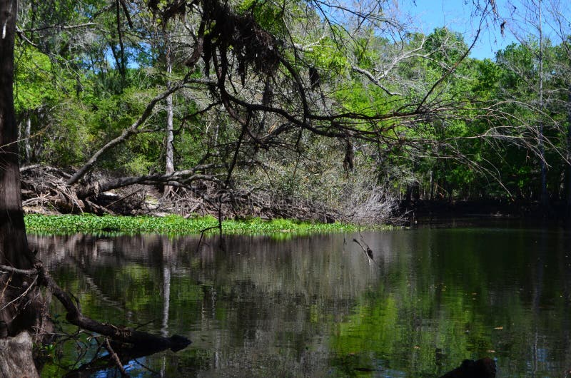 River stock image. Image of bush, river, branches, overhanging - 121449801
