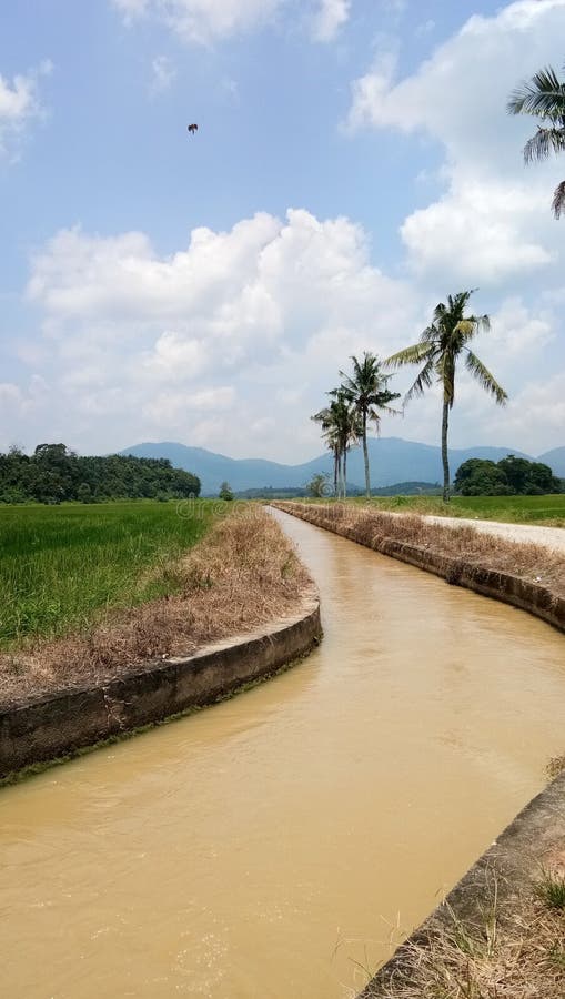River and Paddy Outfield Aerial View Stock Photo - Image of background ...
