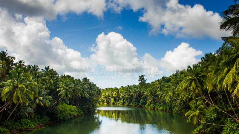 River with palm trees stock image. Image of stream, green - 58037037