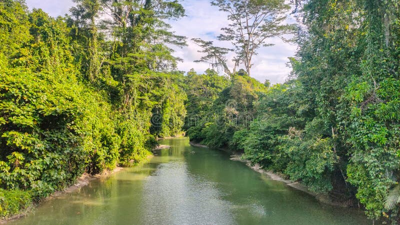 A River in Papua with Forests that Still Maintain Their Authenticity ...