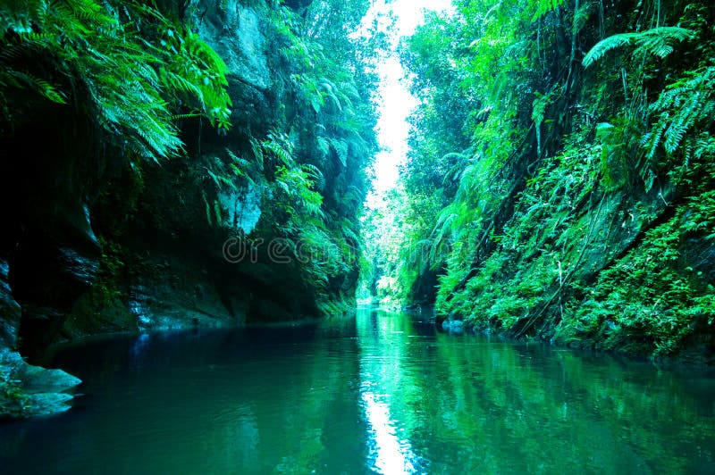 River stock image. Image of green, river, jungle, tree - 290247345