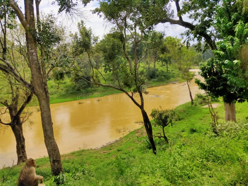 River Passing through Jangal Area ,wild Life Stock Image - Image of ...